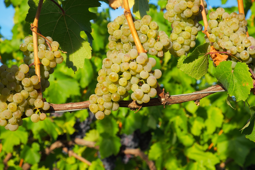 Moscatel: conheça a uva, estilos, aromas e harmonizações