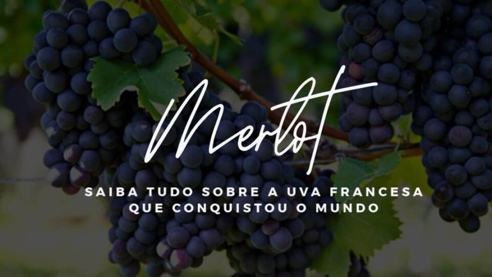 Vinho Merlot: confira o guia da uva Merlot! | Evino