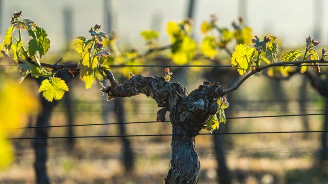 Vinha: Conheça tudo sobre vinhas | Evino
