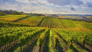 Vinha: o que é, diferenças videira x vinhedo e ciclo anual