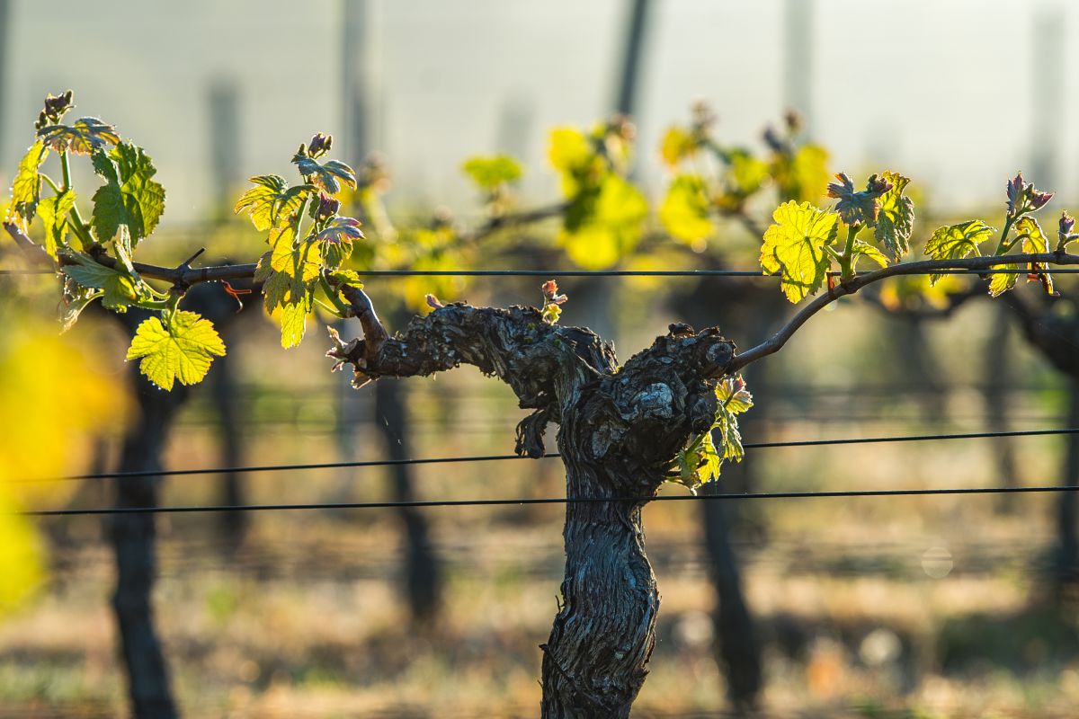 Vinha: o que é, diferenças videira x vinhedo e ciclo anual